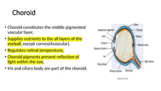 Physiology of Vision and vision pathway.pptx