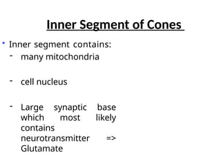 physiology of vision including photoreceptors , day anad night vision ...