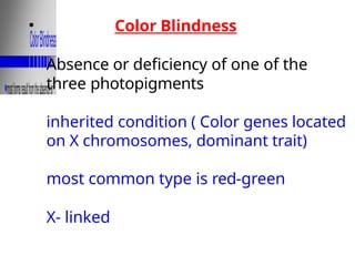 physiology of vision including photoreceptors , day anad night vision ...