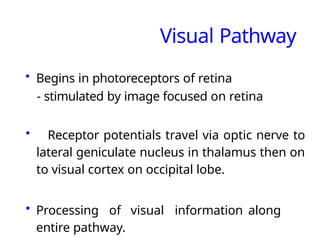 physiology of vision including photoreceptors , day anad night vision ...