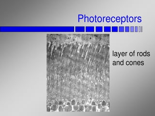 physiology of vision including photoreceptors , day anad night vision ...