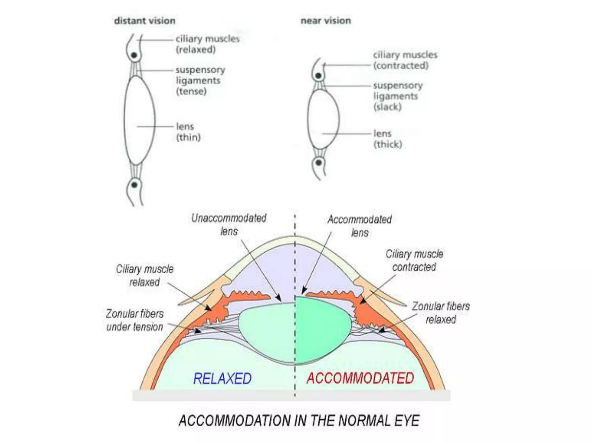 Physiology of Vision (1).ppt