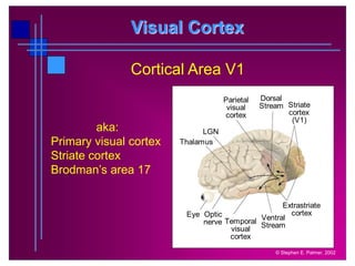Physiology of Vision (1).ppt