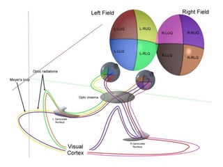 Physiology of Vision (1).ppt