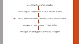 physiologyofvision3-20052207035073637.pdf