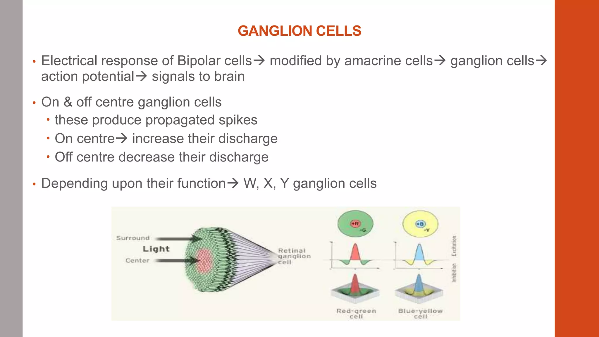 PHYSIOLOGY OF VISION | PPTX