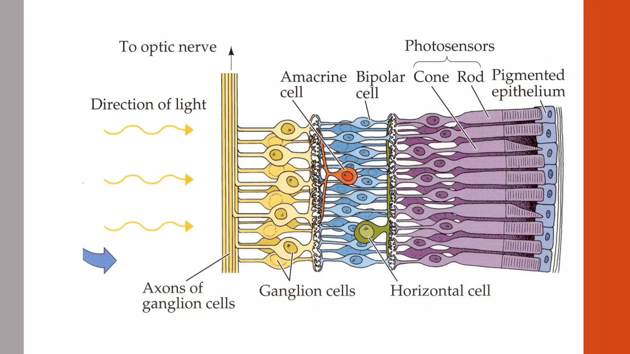 PHYSIOLOGY OF VISION | PPTX