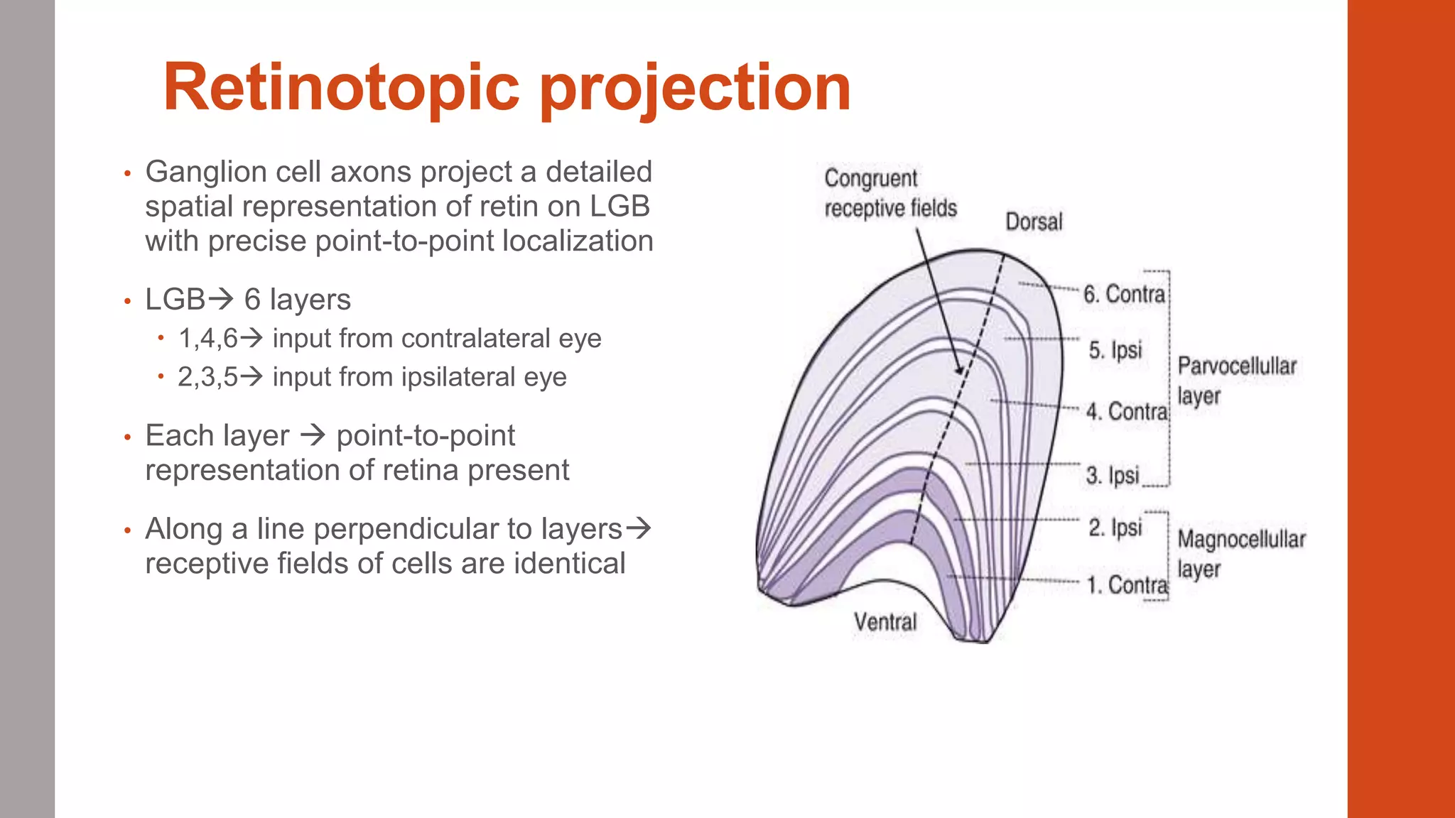 PHYSIOLOGY OF VISION | PPTX