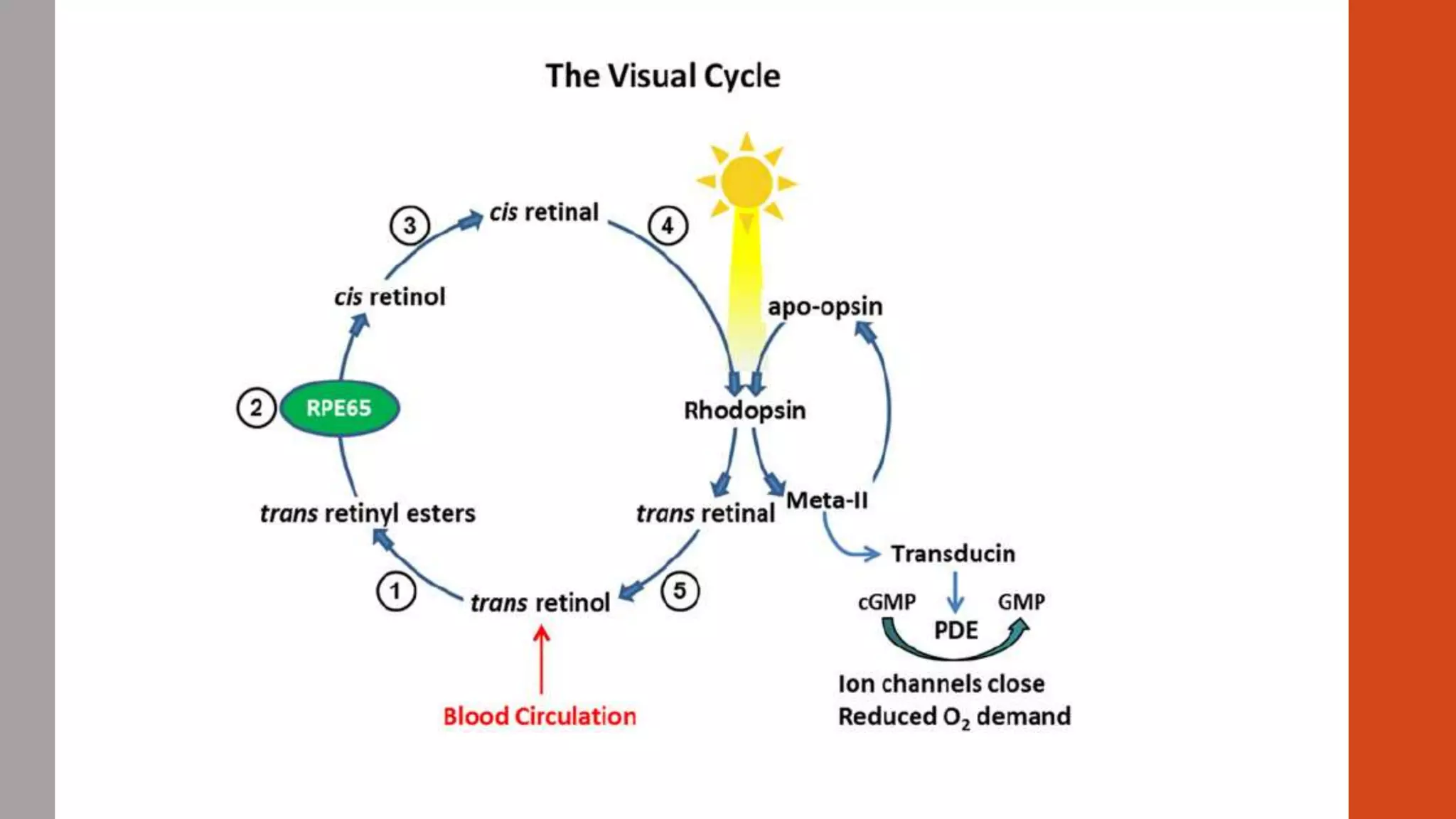 PHYSIOLOGY OF VISION | PPTX