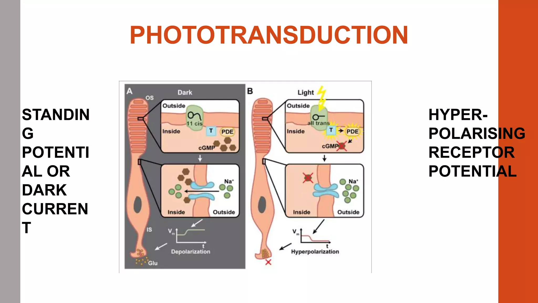 PHYSIOLOGY OF VISION | PPTX