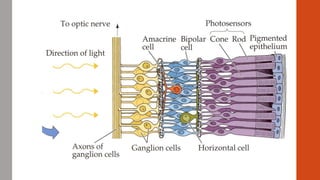 PHYSIOLOGY OF VISION | PPTX