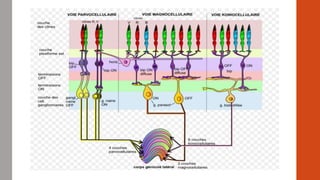 PHYSIOLOGY OF VISION | PPTX