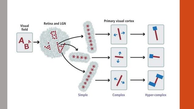 PHYSIOLOGY OF VISION | PPTX | Eye and Vision Conditions | Diseases and ...