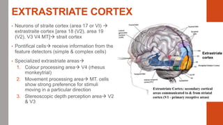 PHYSIOLOGY OF VISION | PPTX