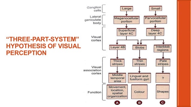 PHYSIOLOGY OF VISION | PPTX | Eye and Vision Conditions | Diseases and ...
