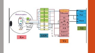 PHYSIOLOGY OF VISION | PPTX