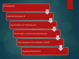 Comprehensive Physiology of Vision and Colour Vision Mechanisms | PPTX