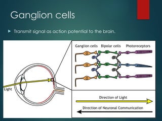 Comprehensive Physiology of Vision and Colour Vision Mechanisms | PPTX