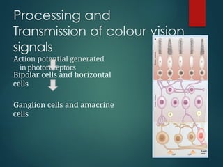 Comprehensive Physiology of Vision and Colour Vision Mechanisms | PPTX
