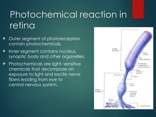 Comprehensive Physiology of Vision and Colour Vision Mechanisms | PPTX