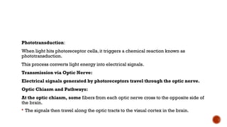 Physiology of Vision By Anas Md..pptx optho | PPTX