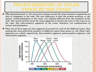 physiology of vision by Manupriya Bharti M.Sc. I year.pptx | Eye and ...
