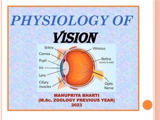 physiology of vision by Manupriya Bharti M.Sc. I year.pptx