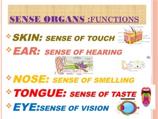 physiology of vision by Manupriya Bharti M.Sc. I year.pptx