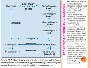 physiology of vision by Manupriya Bharti M.Sc. I year.pptx | Eye and ...