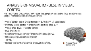 PHYSIOLOGY OF VISION ophthalmology post graduate | PDF