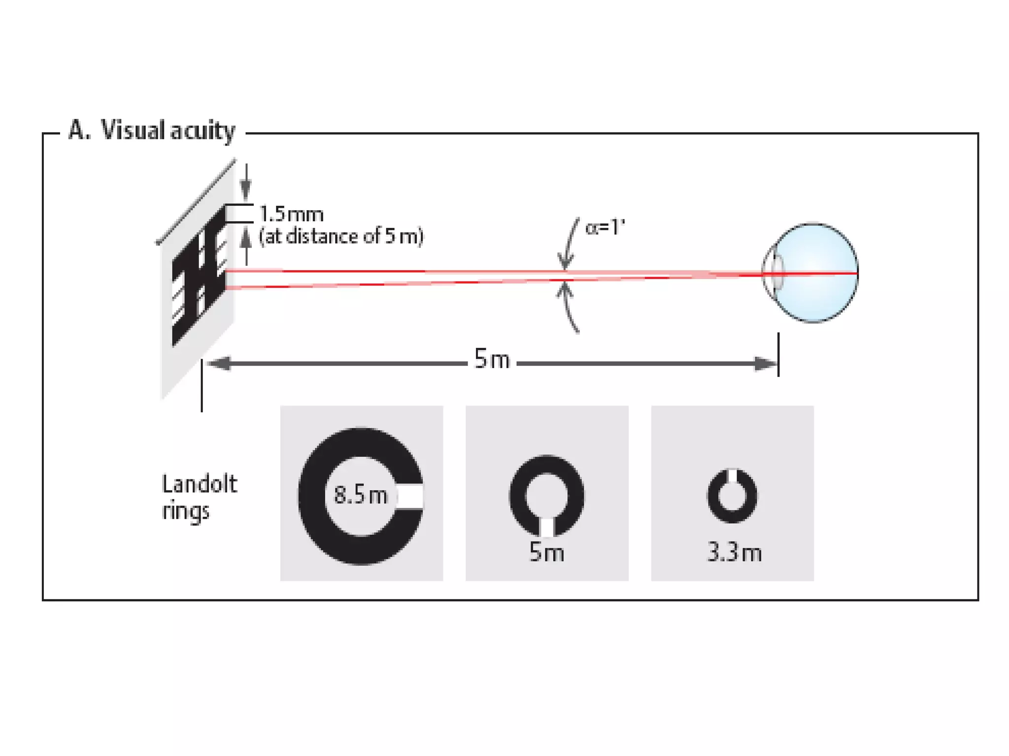 Physiology of visual analyzer | PPT