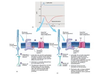 Physiology of visual analyzer | PPT