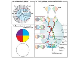 Physiology of visual analyzer | PPT