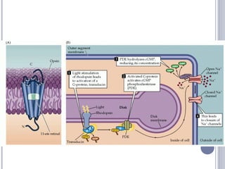 Physiology of visual cycle | PPT