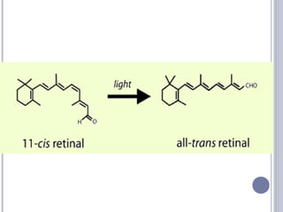 Physiology of visual cycle | PPT