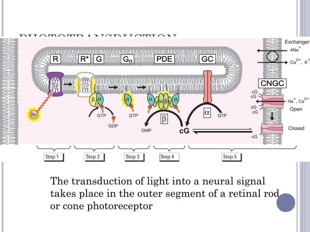 Physiology of visual cycle | PPT