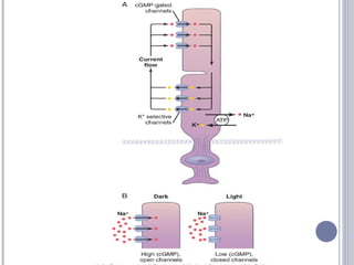 Physiology of visual cycle | PPT