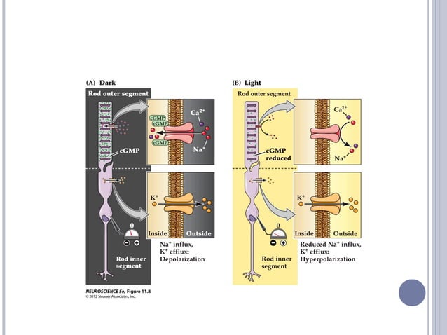 Physiology of visual cycle | PPT