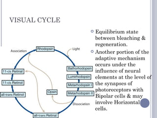 Physiology of visual cycle | PPT
