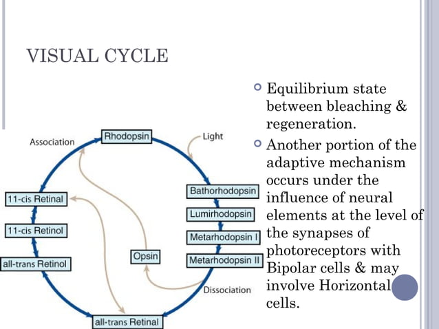 Physiology of visual cycle | PPT