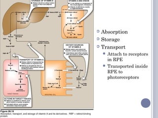 Physiology of visual cycle | PPT