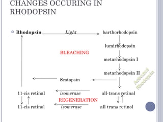 Physiology of visual cycle | PPT