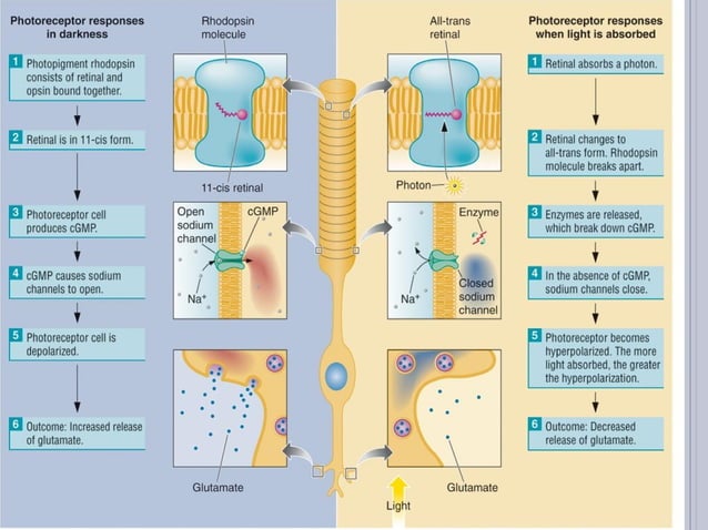Physiology of visual cycle