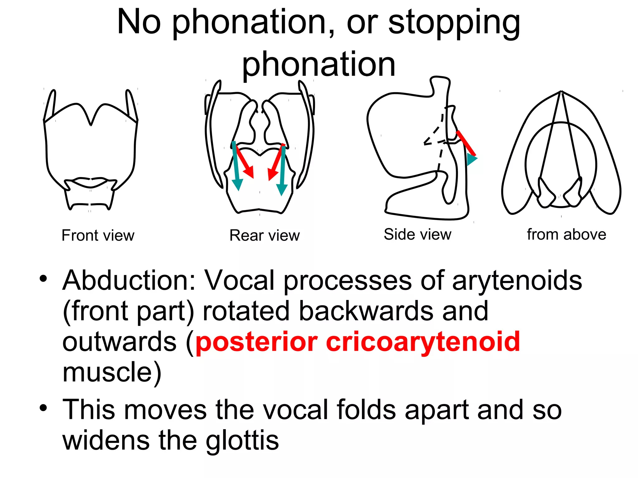 Physiology of voice and degulitition | PPT