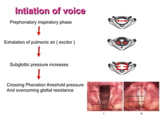 Physiology of voice and degulitition | PPT