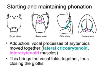 Physiology of voice and degulitition | PPT