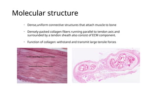 Physiology of wound and tendon healing.pptx