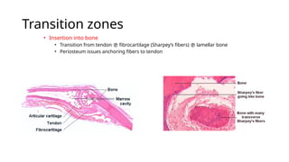 Physiology of wound and tendon healing.pptx