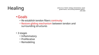 Physiology of wound and tendon healing.pptx