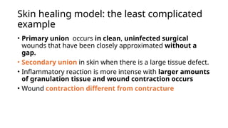 Physiology of wound and tendon healing.pptx